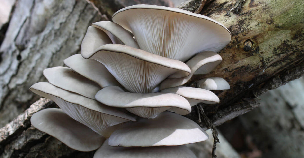 Oyster mushroom Discover its nutrients and properties | Hifas da Terra